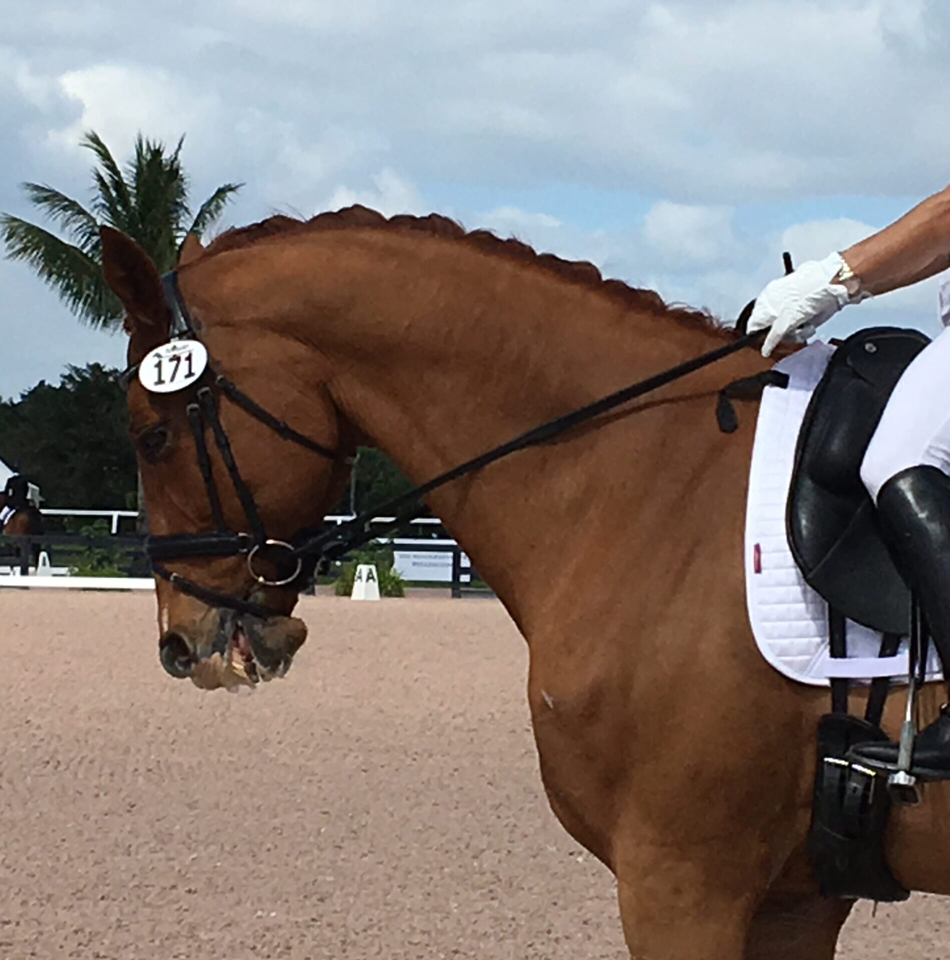 Nosebands – To Use or Not to Use - Mary Ann Simonds - Equine ...