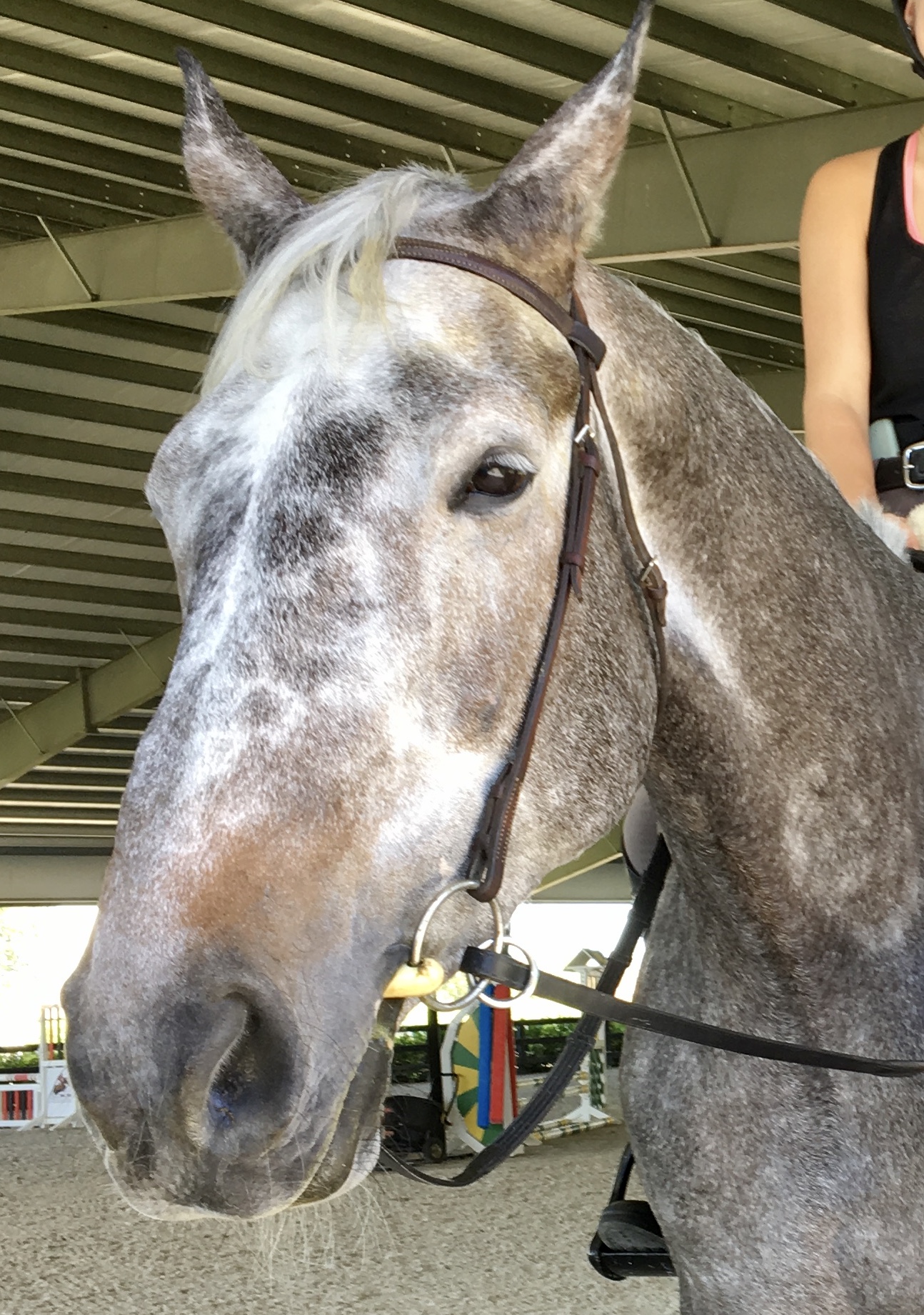 Nosebands – To Use or Not to Use - Mary Ann Simonds - Equine ...